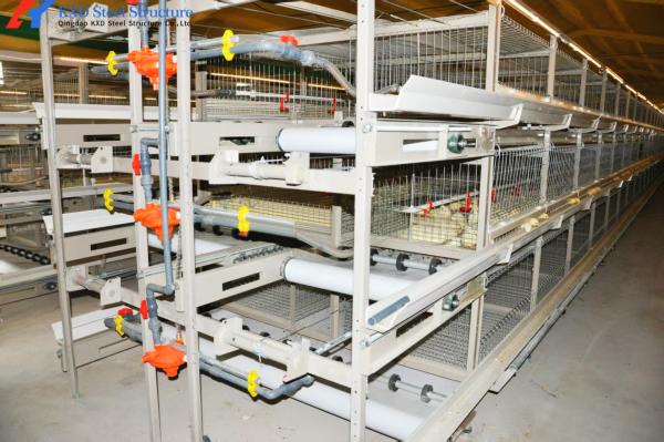 Quality Chicken Raising Equipment Galvanized Steel H Type Poultry Cage Equipment For for sale