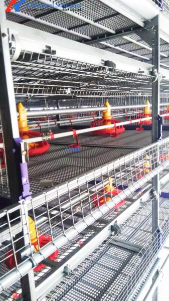 Quality Chicken Raising Equipment Galvanized Steel H Type Poultry Cage Equipment For for sale