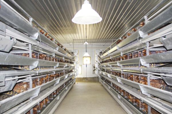 Quality 4 Tiers Poultry Battery Cages Customized Automated Poultry Cages For Pakistan for sale
