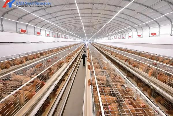 Quality 4 Tiers Poultry Battery Cages Customized Automated Poultry Cages For Pakistan for sale