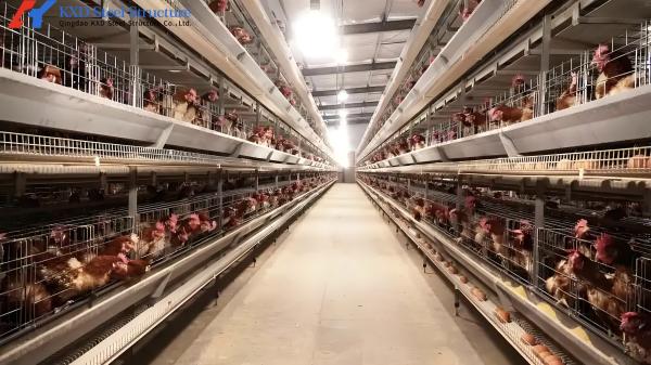 Quality Steel Chicken Layer Cages A Type H Type Automated Battery Cage for sale