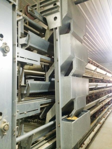 Quality Steel Chicken Layer Cages A Type H Type Automated Battery Cage for sale