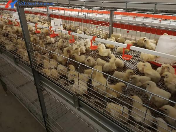 Quality 3 Tiers-10 Tiers Broiler Chicken Cage Automatic Broiler Battery Cage System for sale