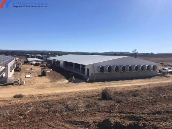 Quality Custom Piggery Shed Light Steel Structure Cow Shed With Automatic Euipment for sale