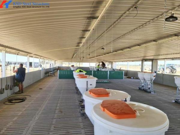 Quality Modern Steel Poultry Farm Shed Construction , Piggery House Steel Shed Buildings for sale