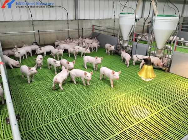 Quality Custom Piggery Shed Light Steel Structure Cow Shed With Automatic Euipment for sale
