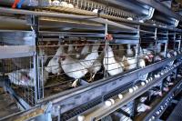 Quality 4 Tiers Broiler Chicken Battery Cage H Type Automated Battery Cage System for sale