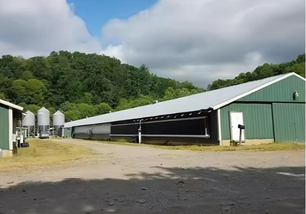 Quality Durable Steel Poultry House Automatic Feeding System Feeding Pan Poultry for sale