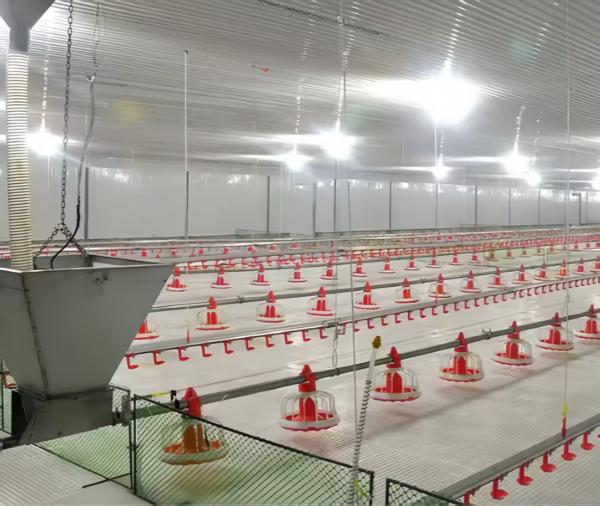 Quality Broiler Breeder Raising Growing Equipment System Plant Line Layer Floor Farming Poultry Chicken House for sale
