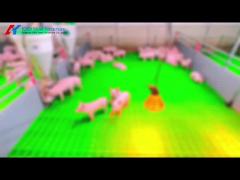 Steel Structure Poultry Farming Shed Prefabricated Light Steel Frame Piggery House
