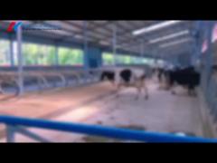 Easy Assembly Cattle Sheds Steel Structure Cow Farming Shed Weather Resistant