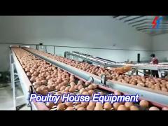 Automatic Poultry House Equipment 3m/3pan 3m/4pan Chicken Coop Shed