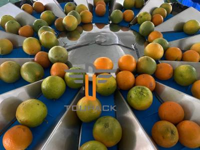 Китай Weigher качества еды 5.0L 14 главный Multihead апельсинов продается