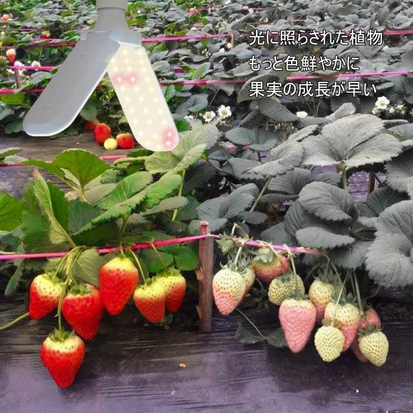 Lámparas de crecimiento LED compactas para verduras 20W 40W IP68 resistente al agua
