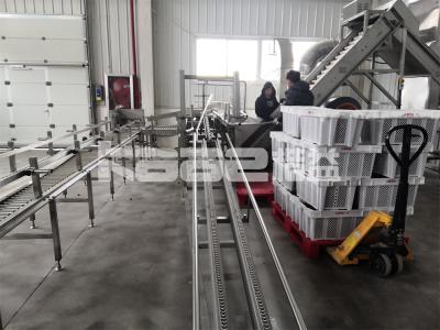 中国 3 層 IR トンネル コンベア ドライヤー 果物 野菜 トンネル 連続 ベルト ドライヤー 販売のため
