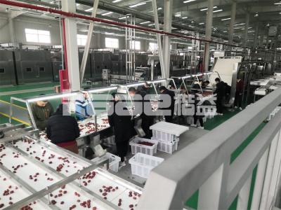 中国 3 層 IR トンネル コンベア ドライヤー 果物 野菜 トンネル 連続 ベルト ドライヤー 販売のため