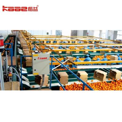 Cina Succo d'arancia Sus304 attrezzature trasportatrici per la selezione dei frutti su rulli personalizzate in vendita