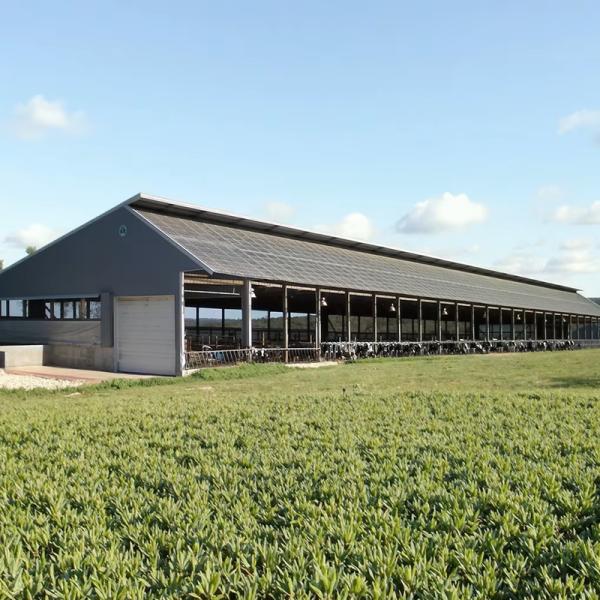 Quality Wind Resistant Steel Structure Building Cow Shed Cattle Farm Construction OEM Size for sale
