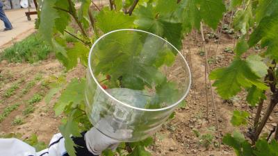 China Newest handle clear crystal singing bowls for sale