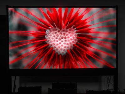 China Lionled COB P1.25 Indoor HD vast led-display Te koop