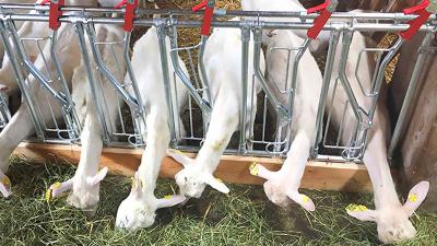Cina Casella di pollame a lato aperto tipo capanna, maiale, cavallo e allevamento di bovini in vendita