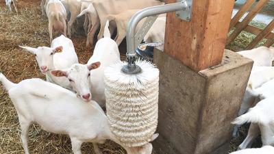 Cina Casella di pollame a lato aperto tipo capanna, maiale, cavallo e allevamento di bovini in vendita