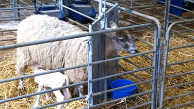 Cina Casella di pollame a lato aperto tipo capanna, maiale, cavallo e allevamento di bovini in vendita