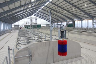 Cina Cutting Service Prefabricated Steel Structure Building for Horse Stable Construction Edificio di struttura in acciaio prefabbricato per la costruzione stabile di cavalli in vendita