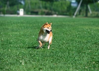 Cina Erba artificiale sembrante naturale del tetto domestico del balcone di 13500 Dtex per i cani in vendita