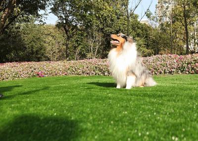 Cina Erba falsa di durata dell'animale domestico lungo di Mouldproof, erba di cane artificiale con resistenza UV in vendita