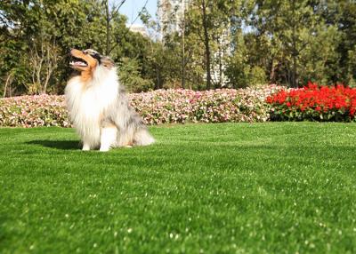 Cina Erba falsa di durata dell'animale domestico lungo di Mouldproof, erba di cane artificiale con resistenza UV in vendita