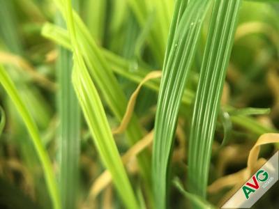 China Schurings Bestand 18700Dtex Binnen Kunstmatig Gras met Dubbel Deklaag van pp + Pu-Steun Te koop