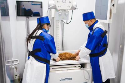 China 32 kW Veterinärmedizinische Ausrüstung Echtzeitfluoroskopie-Maschine DR zu verkaufen