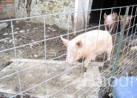 China Galvanized Welded Hog Fence Wire Mesh Panels 4 Gauge 34 Inch Height 16 Foot Length for sale