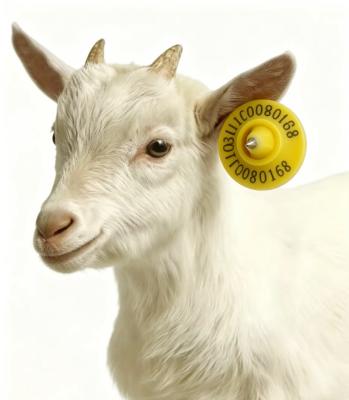 China ICAR Certified RFID Ear Tag with TPU Material and 134.2kHz Frequency for Sheep and Goat Management for sale