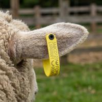 China High Performance FDX-B RFID Livestock Ear Tag for Sheep Traceability for sale