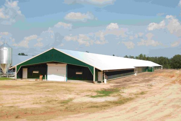Quality Prefab Automatic Steel Structure Chicken House / Chicken Coop Steel Frame House for sale