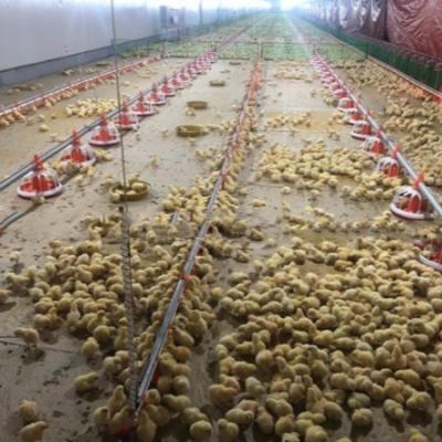 China Light Weight Steel Structure Chicken House Customized Size / Color for sale
