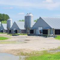Quality Lightweight Steel Frame House , Chicken Farm Structure Customized for sale