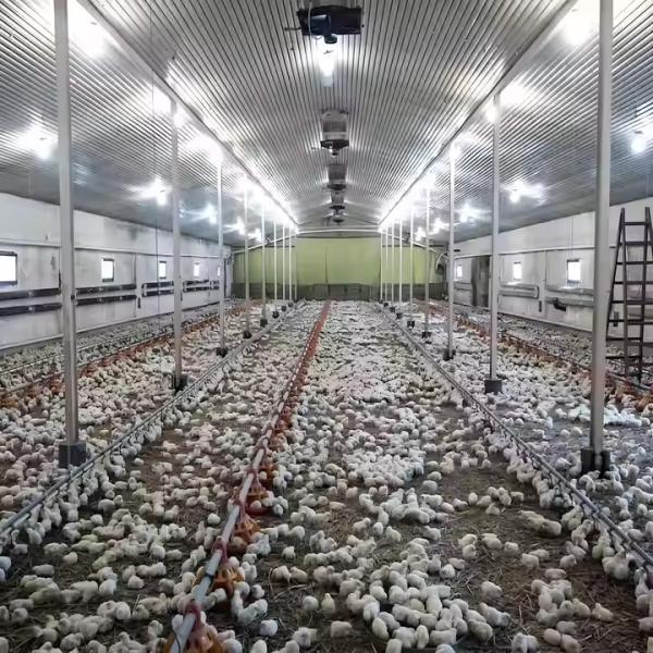 Quality Prefab Steel Structure Chicken House Building , Light Steel Fabricated Building for sale