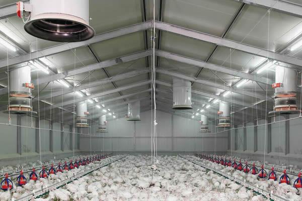 Quality Modern Lightweight Metal Frame Building Poultry Farm Structure for sale