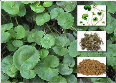 China Gotu Kola Extract Powder Cosmetic Raw Materials Asiaticoside For Enhancing Immunity for sale