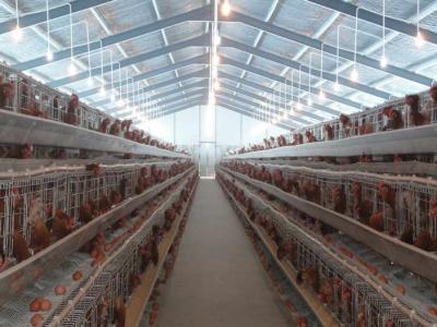 China O PVC conduz para baixo a vertente da galinha da exploração agrícola de exploração avícola com superfície cinzenta da pintura for sale