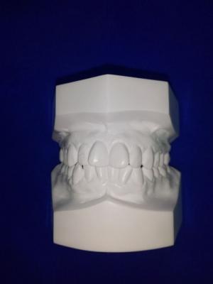 China Study Model for sale