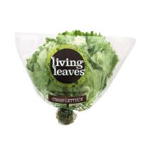 China Trapezoid Plastic Vegetable Bags CPP OPP Lettuce Plastic Bag With Micro Perforations for sale