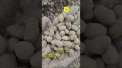 Fully automatic coating machine | PLC one-button operation | even and smooth breading #machine#food