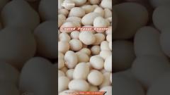 How to Make Fish Skin Peanut | Hot Air Swing Roaster Oven #baked #roasting # #processing #peanut