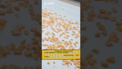 How Peanut Butter Is Made | Peanut Butter Grinder #processing #peanutbutter #hazelnut #sesame