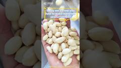 How to Make Blanched Peanut Kernels | Air Peanut Peeling Machine  #processing #peeling #peanut
