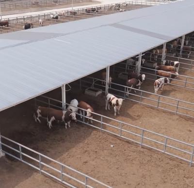 China Galvanized Steel Cow Shed for Dairy Beef Cattle 20+ Years Lifespan for sale